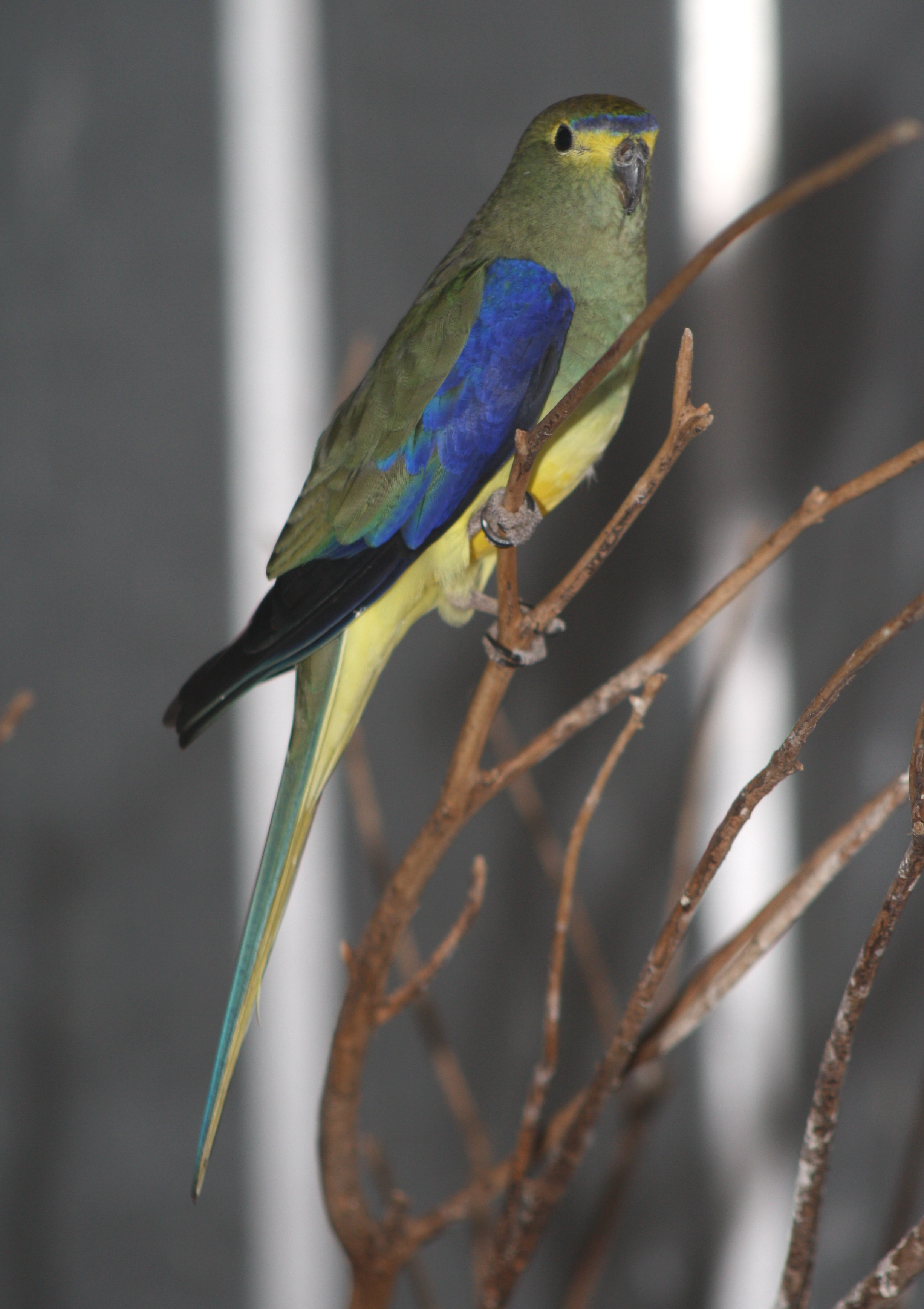 Fact Sheet: Neophema (Grass Parrots) – The Avicultural Society of Australia