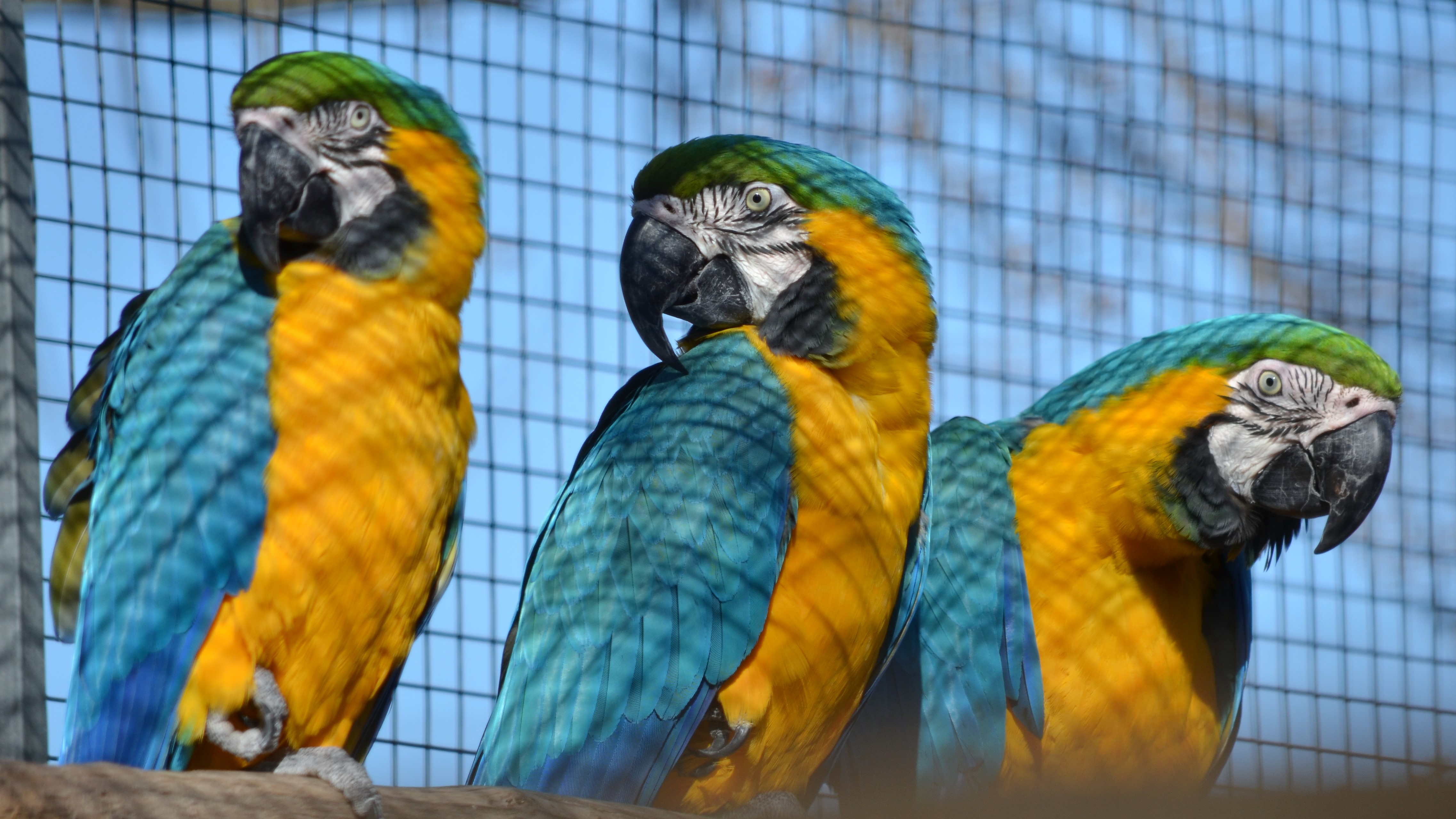New to Aviculture? – The Avicultural Society of Australia
