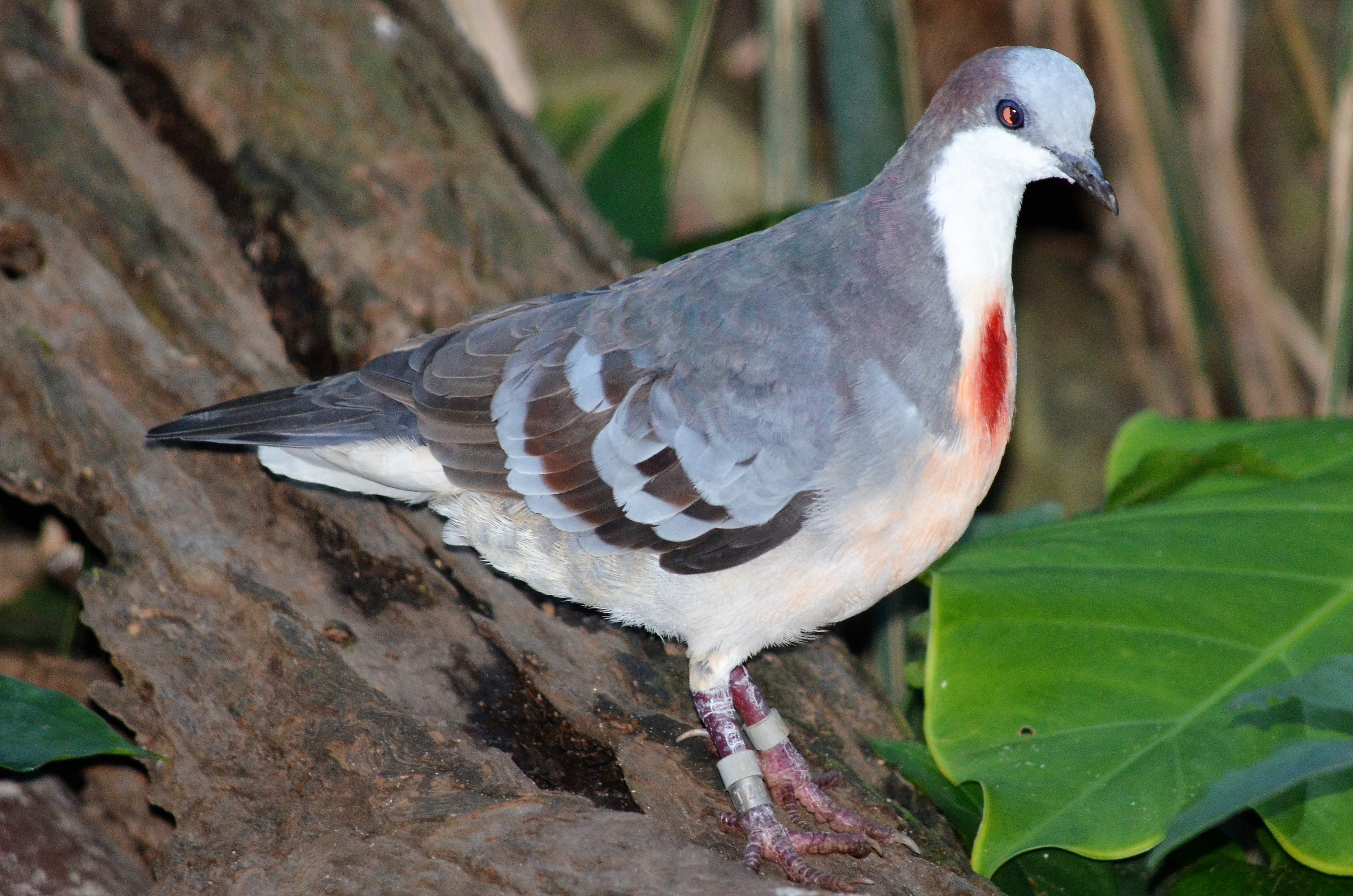 New to Aviculture? – The Avicultural Society of Australia