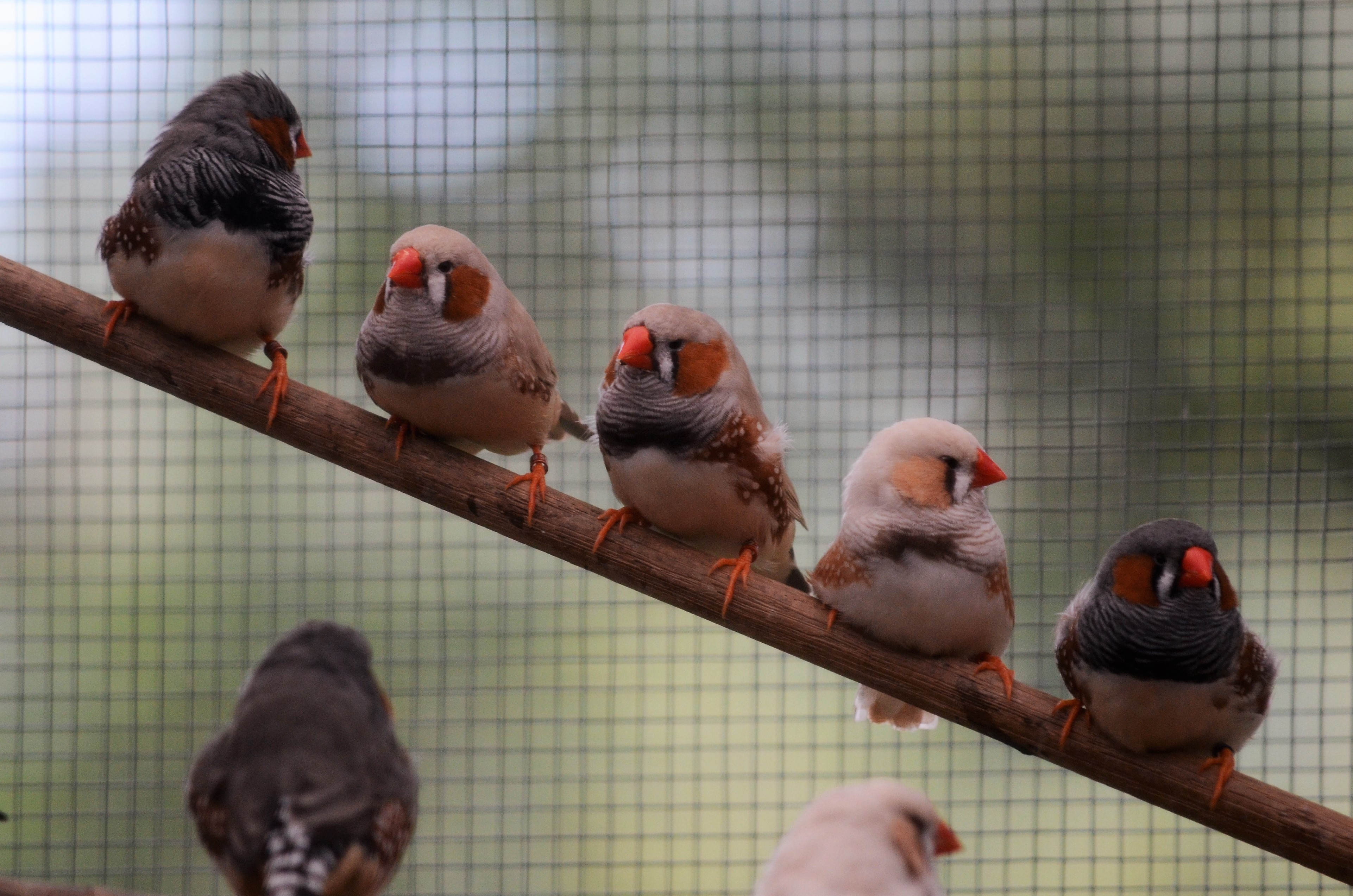 Fact Sheet: Zebra Finches – The Avicultural Society of Australia