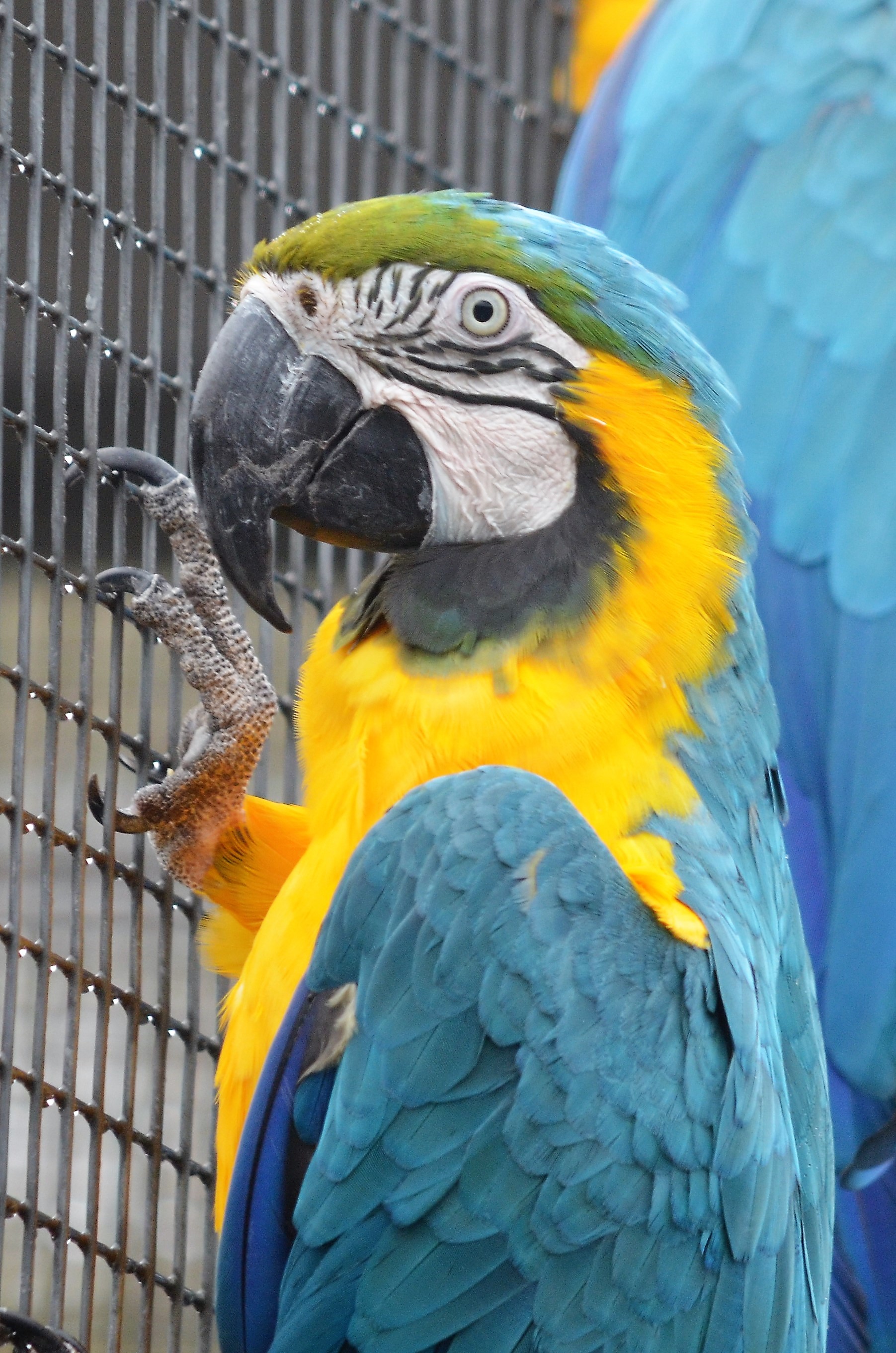 Ballarat Aviary 6 – The Avicultural Society of Australia